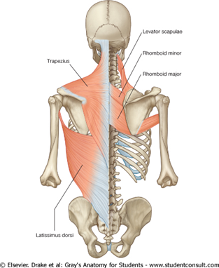 Anatomy Notes Vol.1 with Orthopaedics « Review of Critical Care Medicine