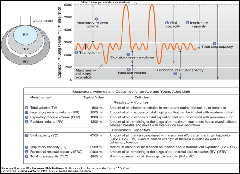 Lung Volumes « Review of Critical Care Medicine